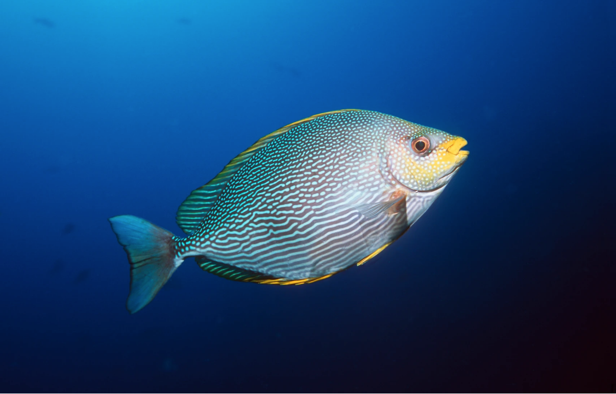 ‘Fish Out of Water’ Are ‘C’ (Character) Creatures | Dave Astor on ...