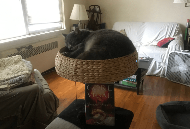 Misty the Cat is Back for More and Gore (Vidal) | Dave Astor on Literature