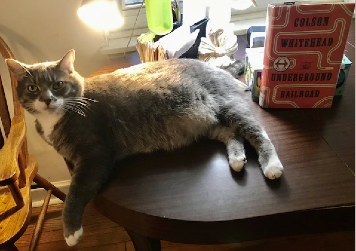 A Cat Named Misty Writes a Post That’s Twisty | Dave Astor on Literature