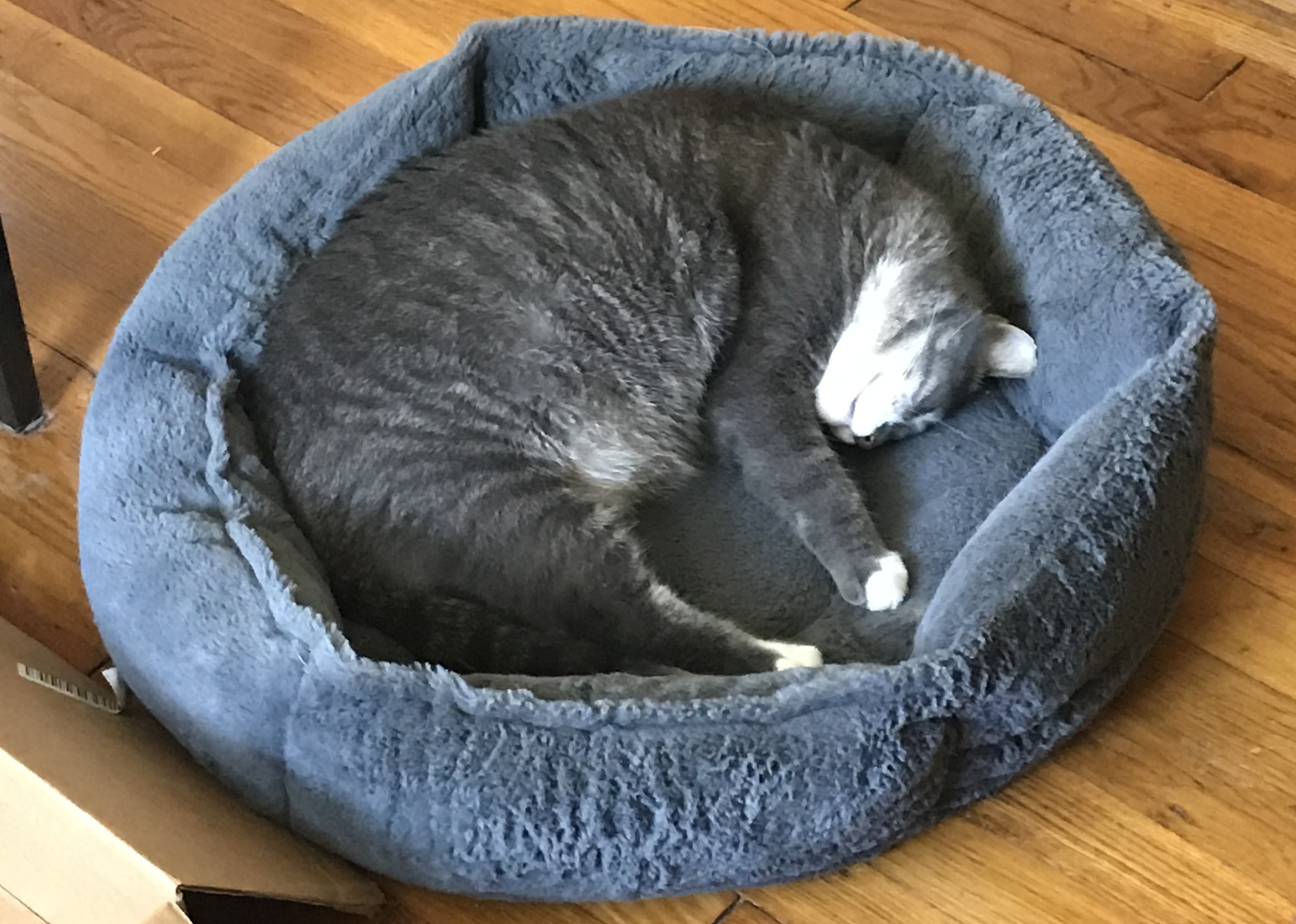 Formidable Fiction Is ‘Furmidable’ to a Feline | Dave Astor on Literature